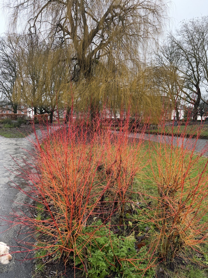 Today Odin and I went to... | Kingfisher70 | Blipfoto