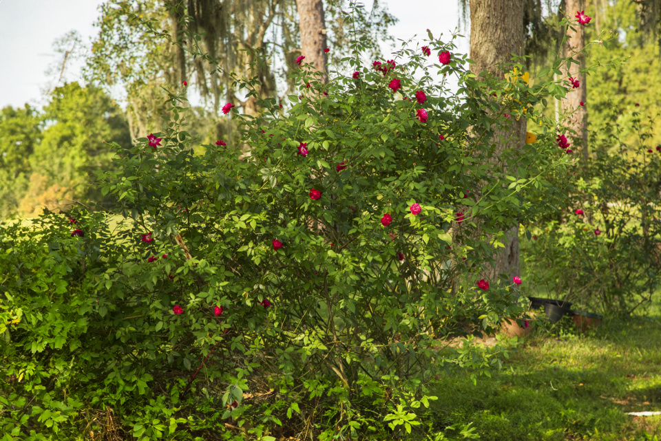 Cracker Rose Bush | bugsman | Blipfoto