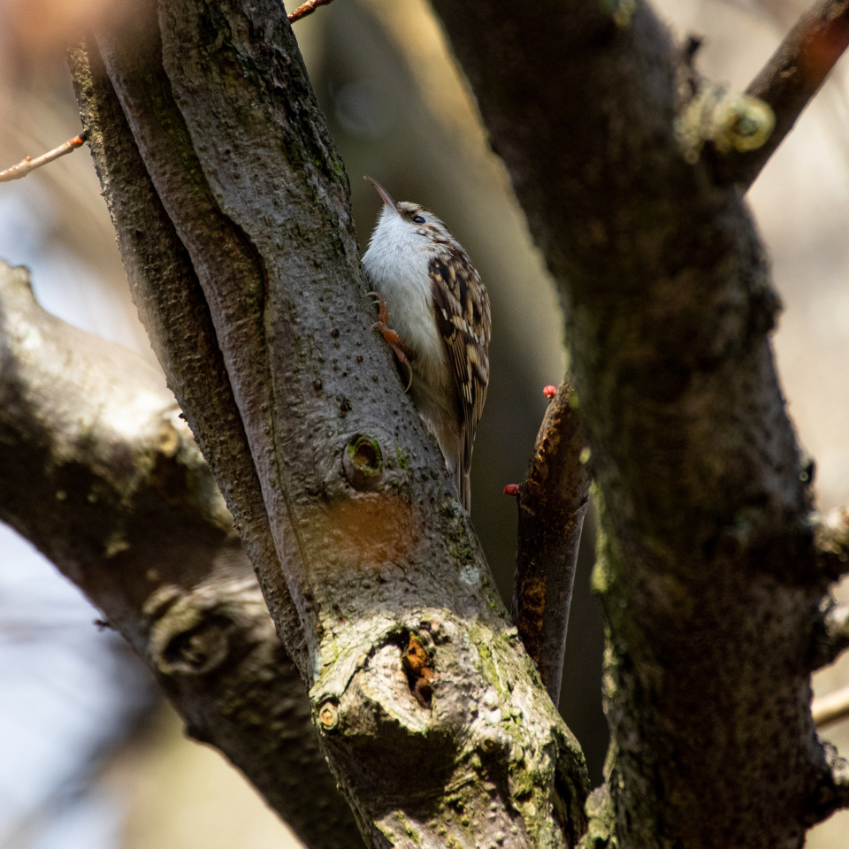 Treecreeper | Shuji | Blipfoto