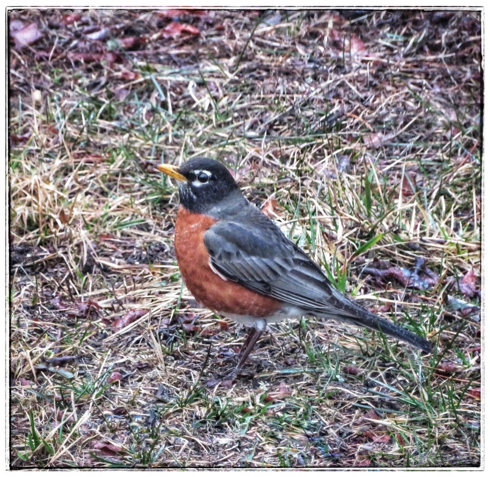 The First Robin of Spring | Memories4Me | Blipfoto