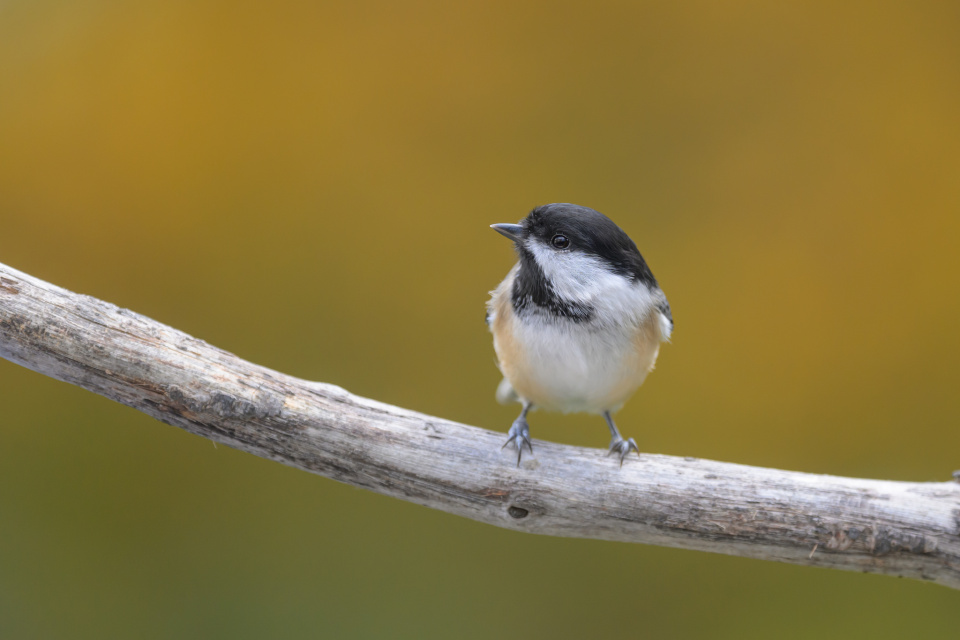Golden Day | dbifulco | Blipfoto