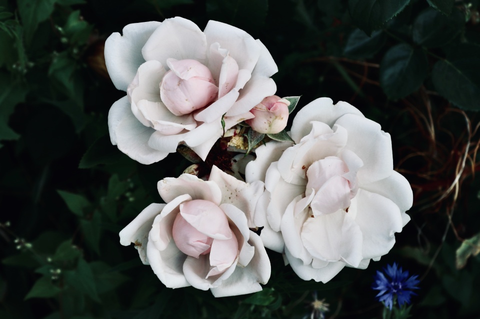 alabaster roses | stillandknow | Blipfoto