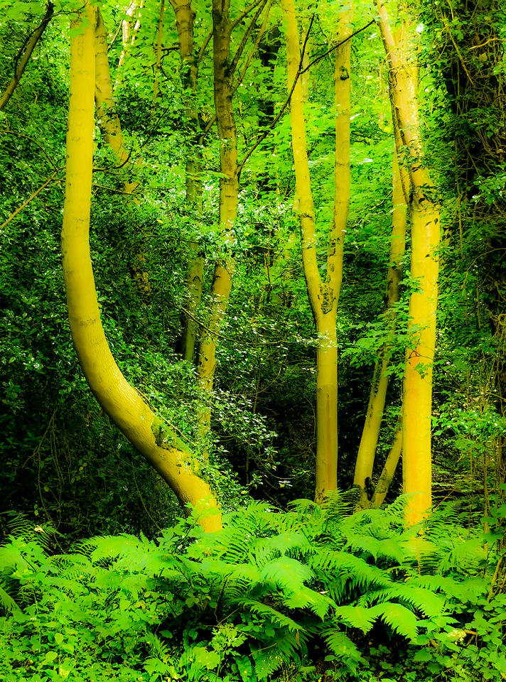 BARKING UP THE WRONG TREE | Riversider | Blipfoto