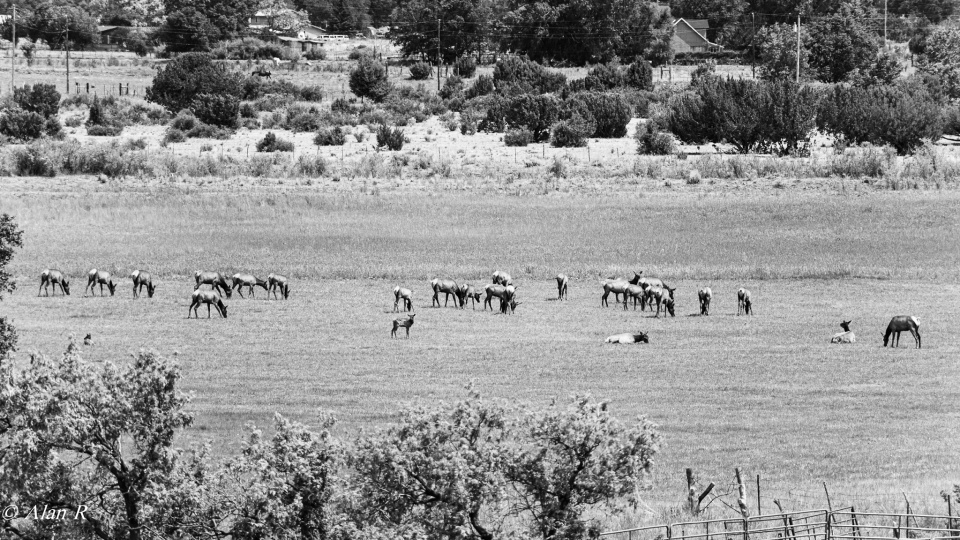 Lady elk | JohnEdward | Blipfoto