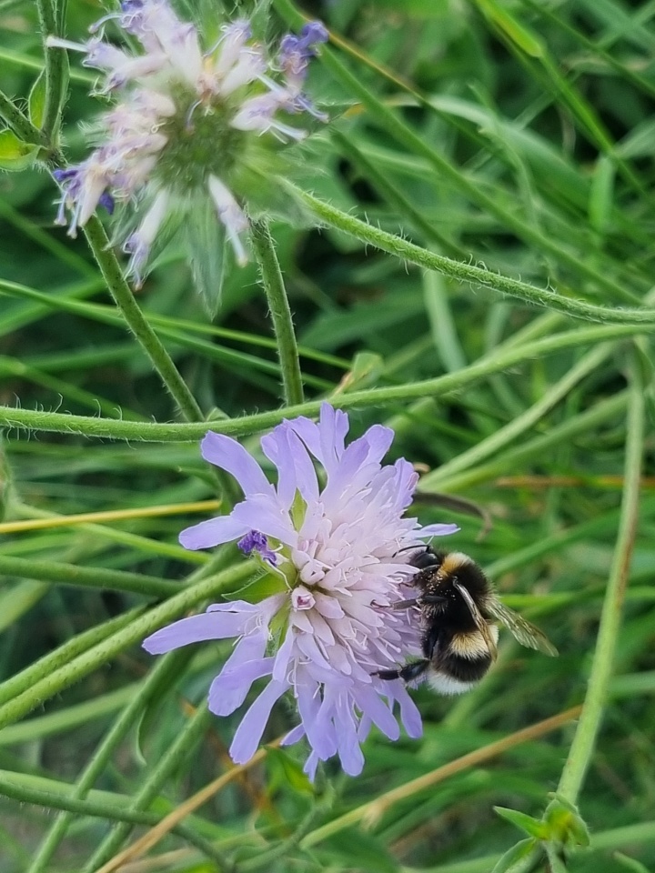 Pollinator | erichmond | Blipfoto