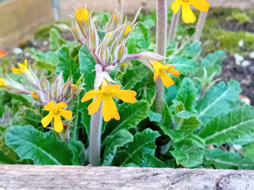 Oak Leaf Primrose | ThingsBeautiful | Blipfoto