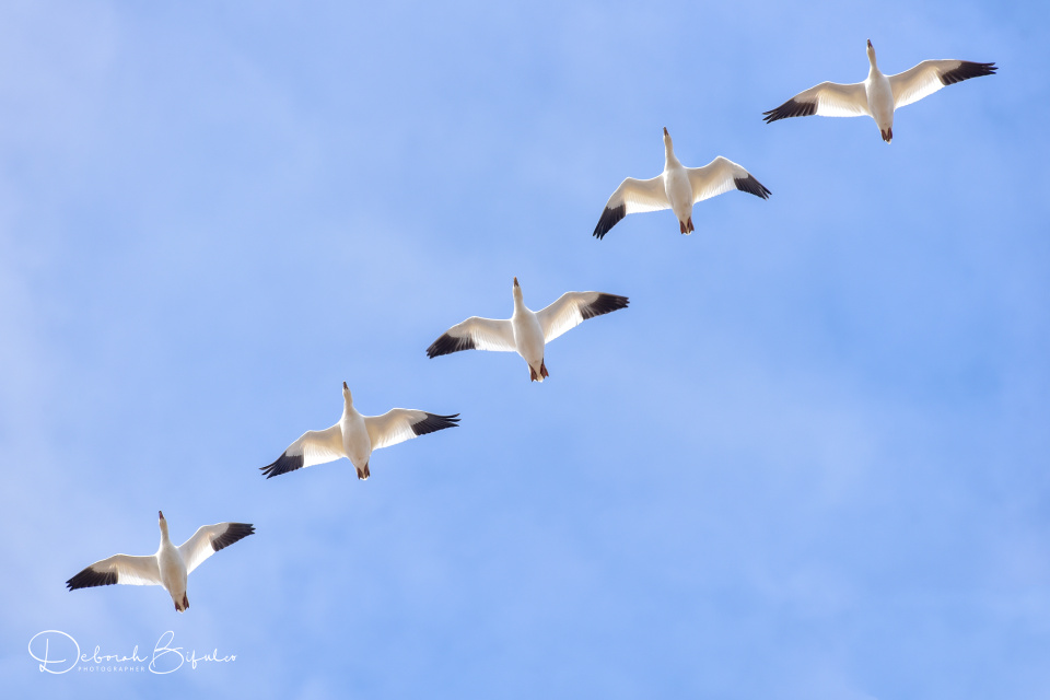 AOG Synchronized Flying - Team Snow Goose | dbifulco | Blipfoto