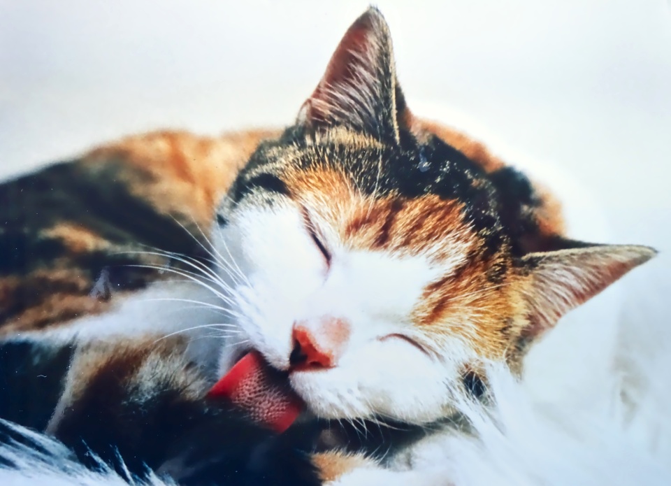 Clean Cat | Photogen | Blipfoto