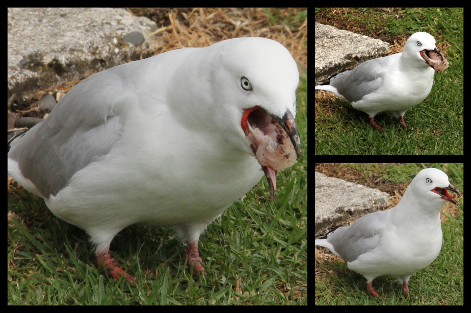 Hungry Gull | howesruth | Blipfoto