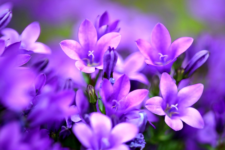 aubretia | spishy | Blipfoto