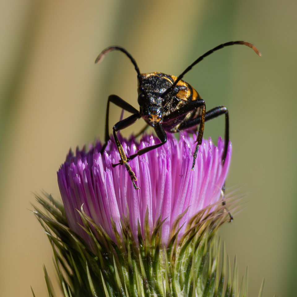 Ready for my Close Up! | Bom | Blipfoto
