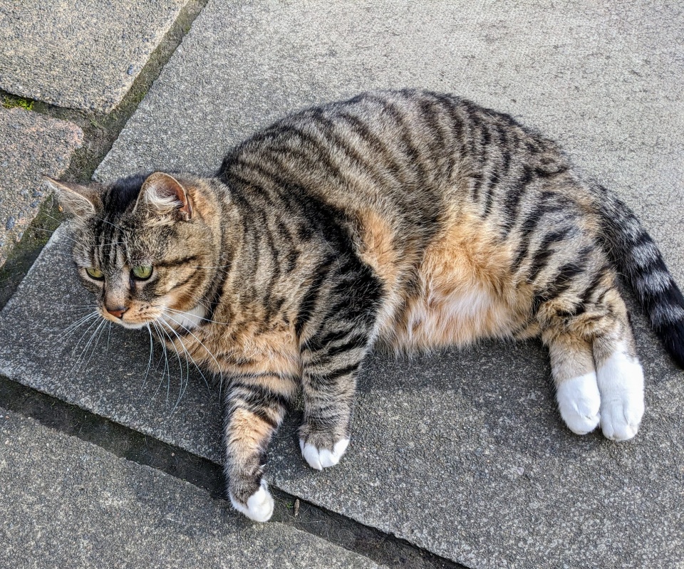 Cat, sunshine | annejohn | Blipfoto