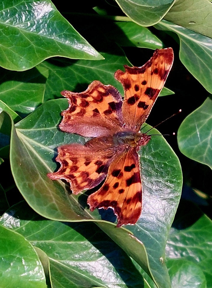 I've not seen very... | chrisA | Blipfoto