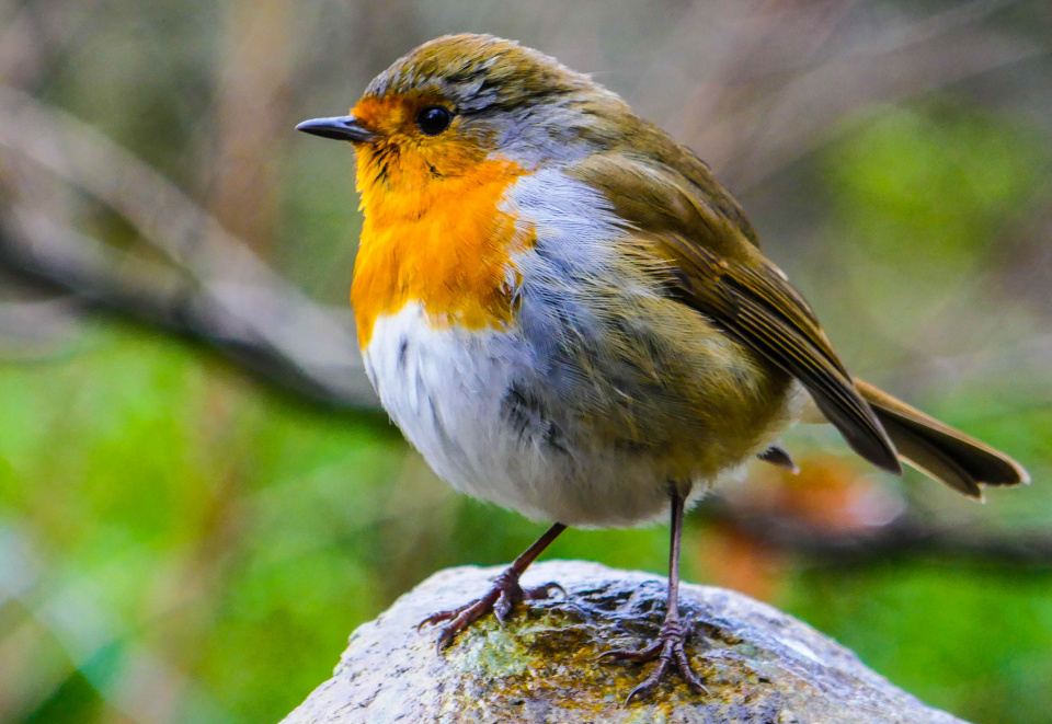 Robin redbreast | trevorearthy | Blipfoto