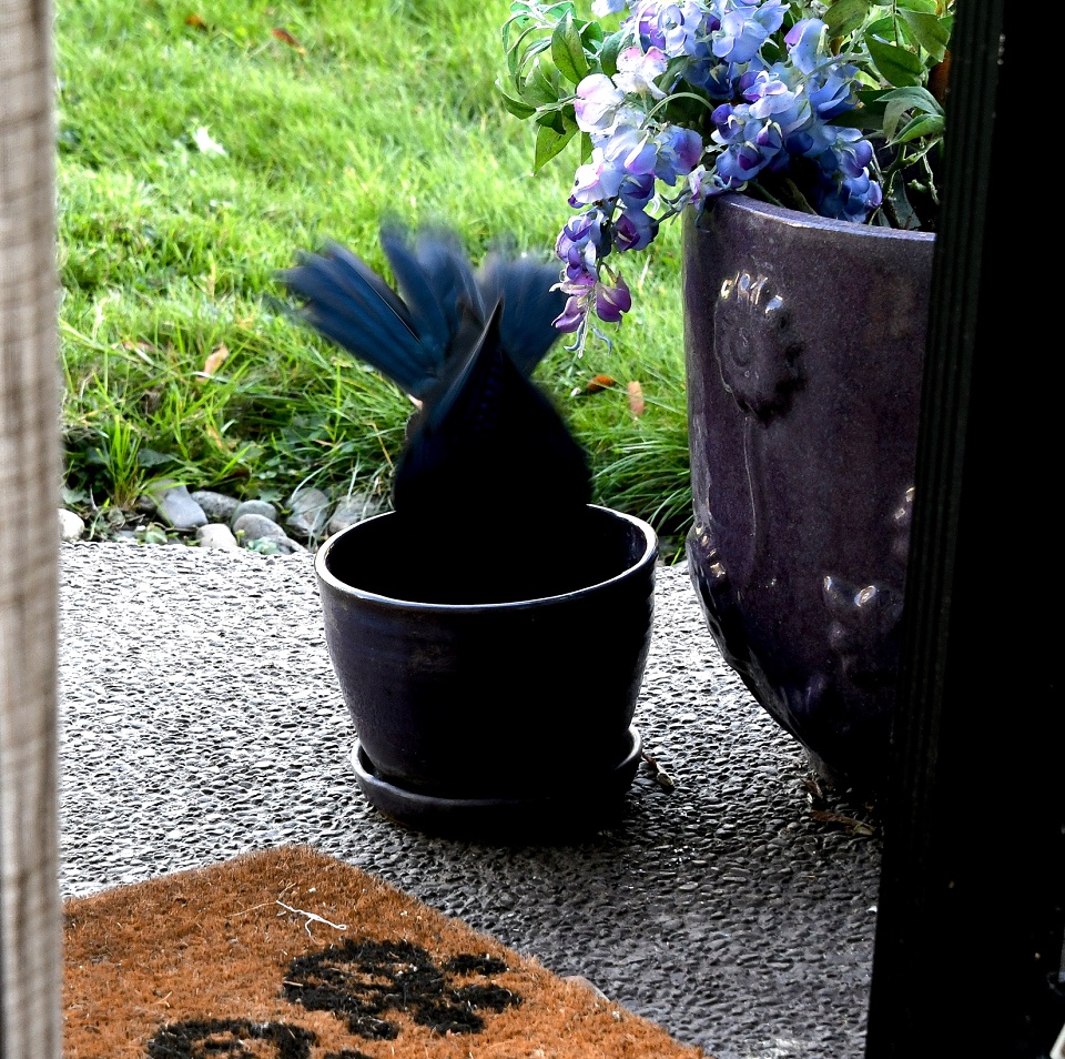 Diving For Peanuts | Legacy | Blipfoto