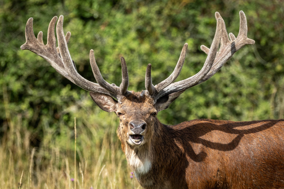 A 16-Pointer | GrahamColling | Blipfoto