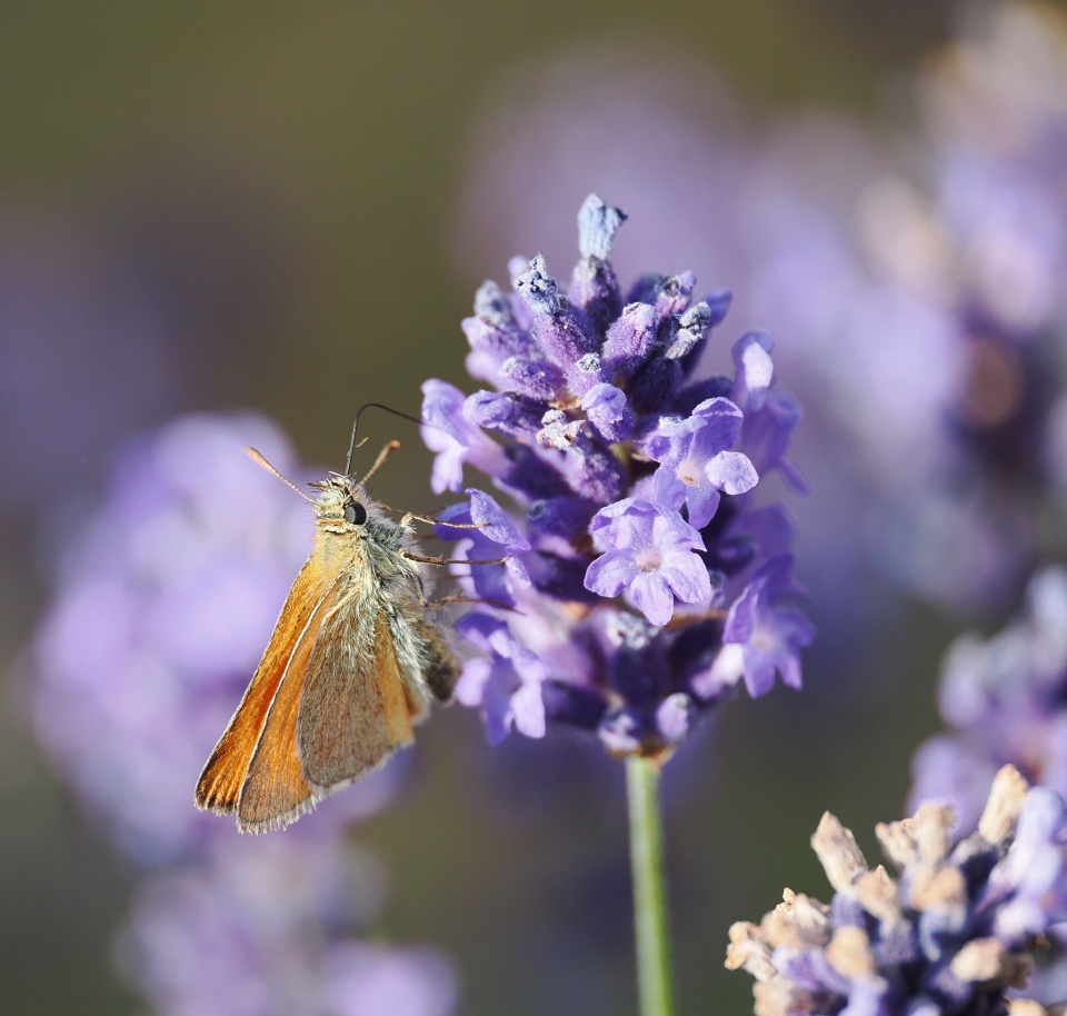 Phew | Technophobe | Blipfoto