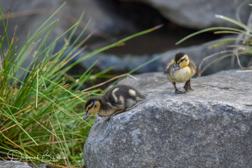 You go first! | dbifulco | Blipfoto