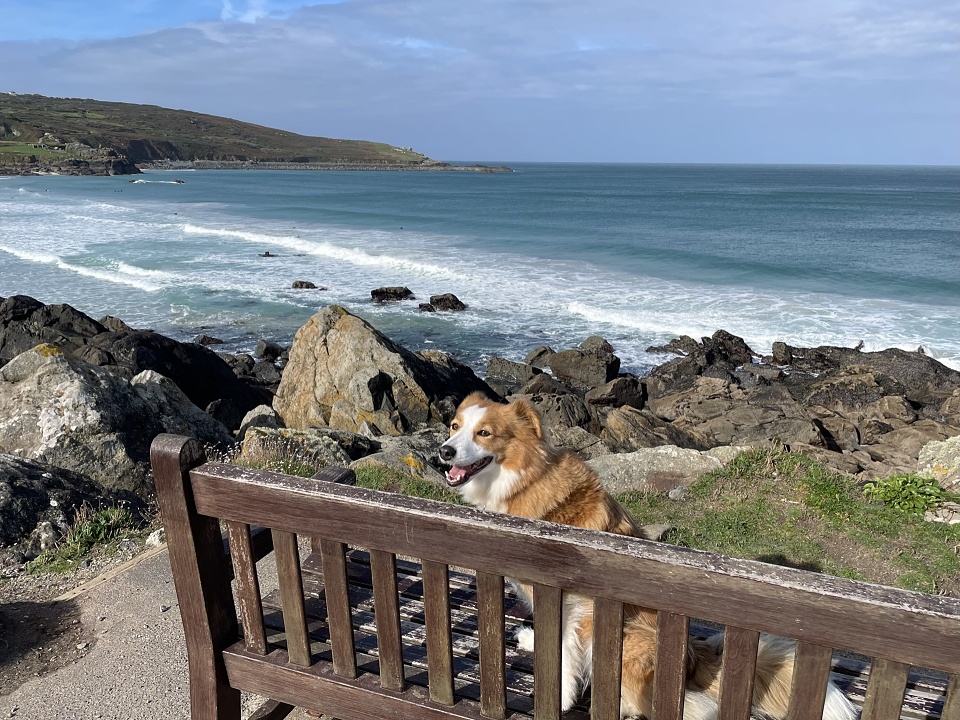 Frittering the days away................. | TrixieTheCollie | Blipfoto