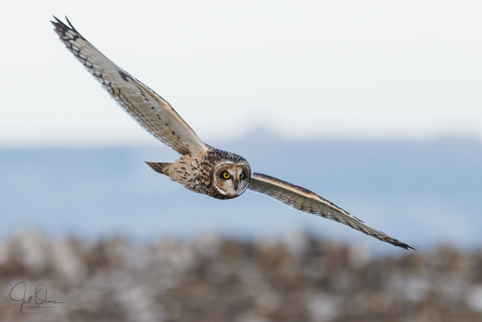 Volemageddon | JDO | Blipfoto