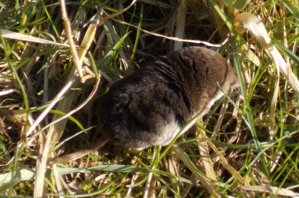 Common shrew | rat | Blipfoto