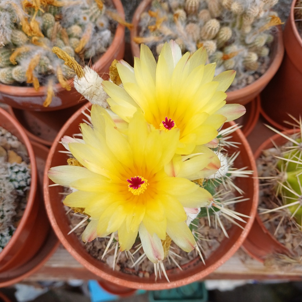 Flowers 9 and 10 | habbie | Blipfoto