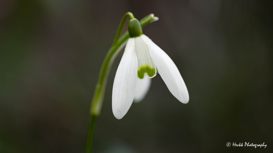 To A Snowdrop | Hevkk | Blipfoto