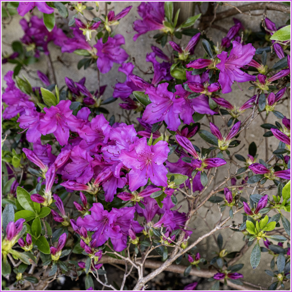 Azalea | Terrifo | Blipfoto