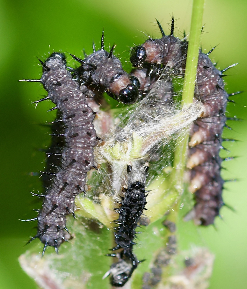 Time for chit chat | koko | Blipfoto