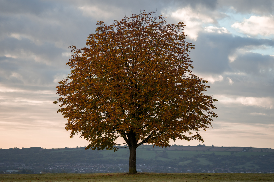 October Tree | RobBris50 | Blipfoto