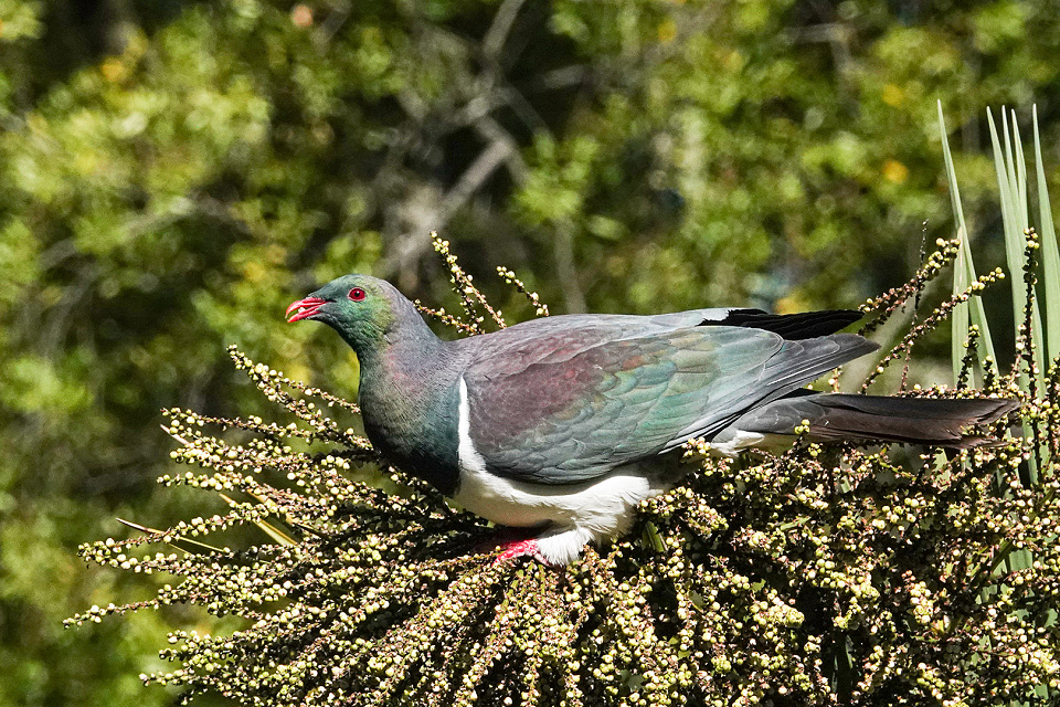 NZ wood pigeon (kereru)eating cabbage tree berries | mpp26 | Blipfoto