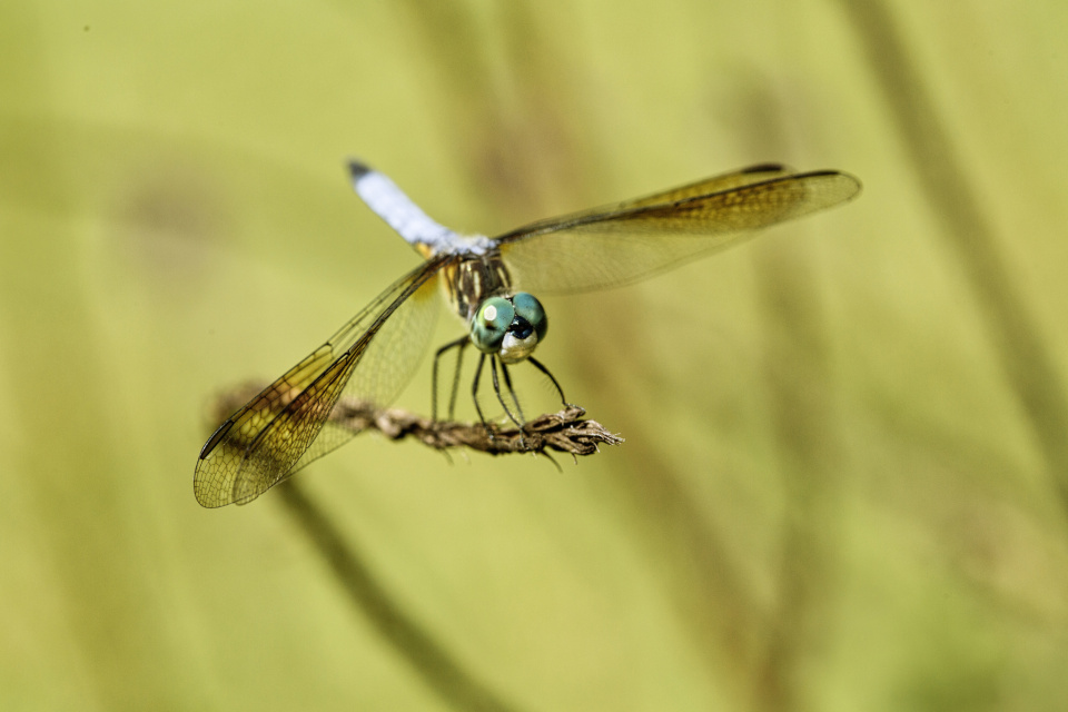 Dragonfly | bugsman | Blipfoto