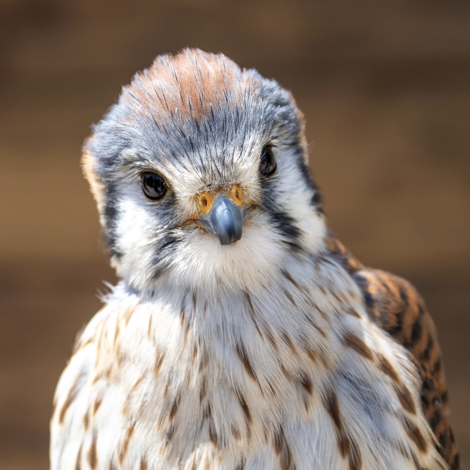 Hercules | AH14 | Blipfoto