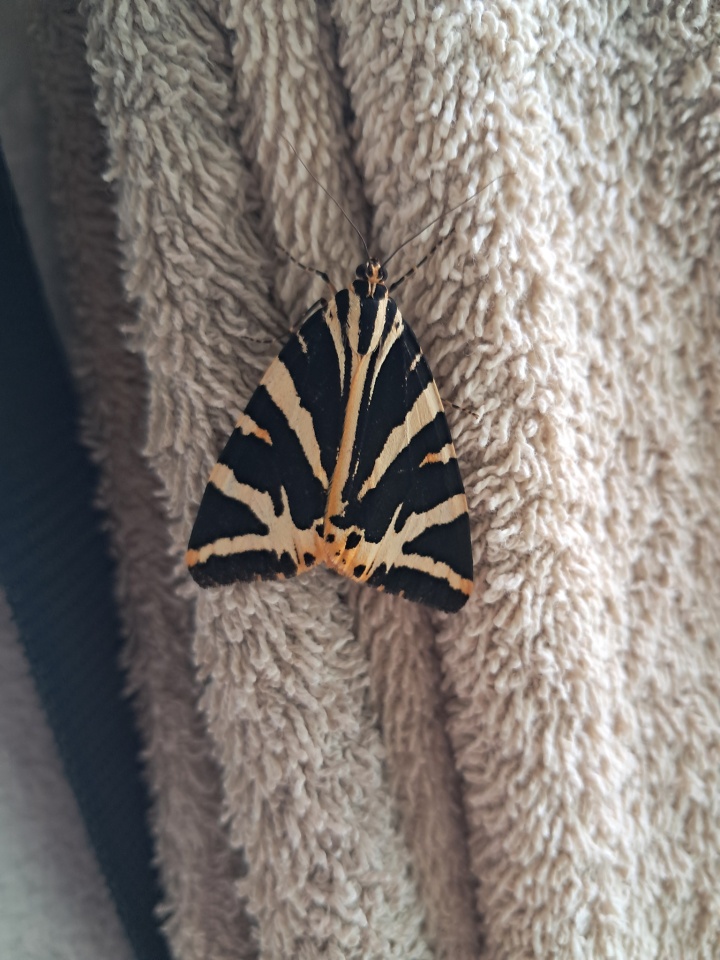 Jersey Tiger Moth. | Midlander | Blipfoto