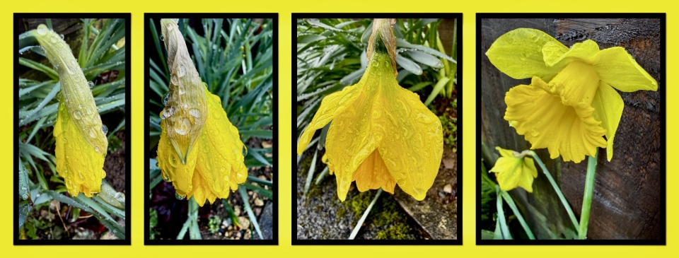 A QUADRIPTYCH OF DAFFODILS | Honeycombebeach | Blipfoto