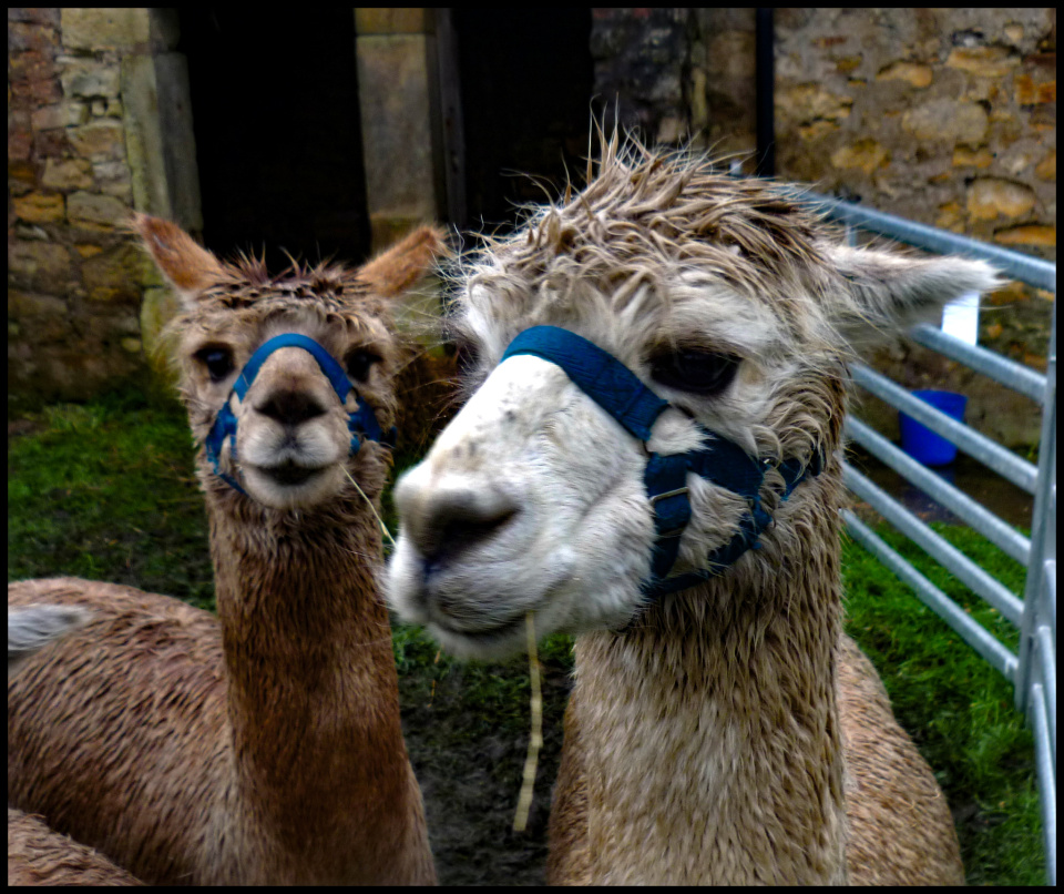 Strange beasts. | ForthPorts | Blipfoto