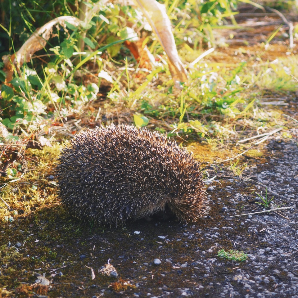 Spike | Huw | Blipfoto