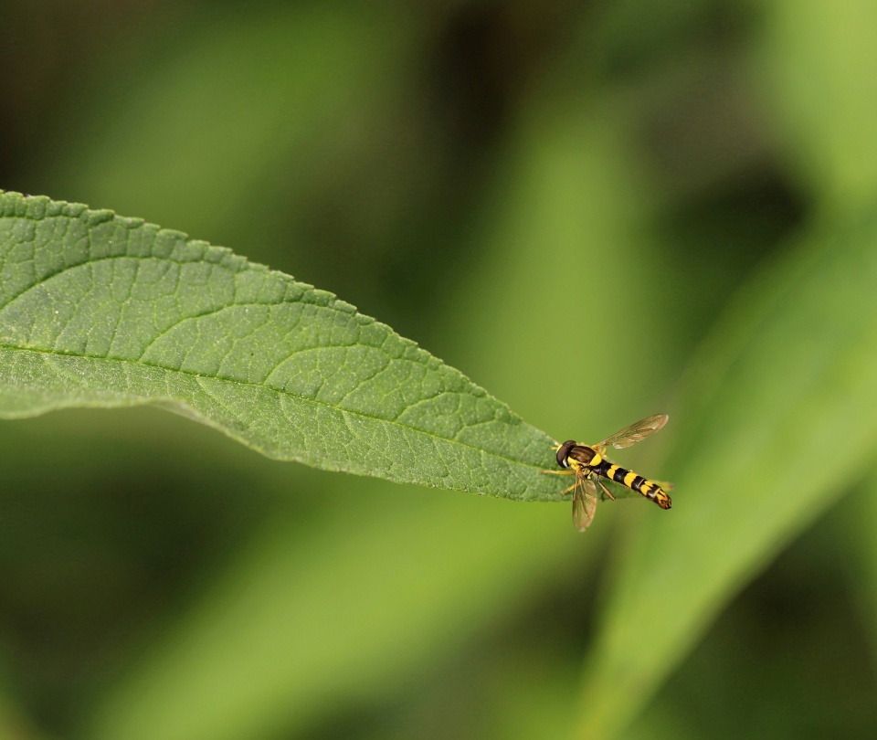 Hoverfly. | Technophobe | Blipfoto