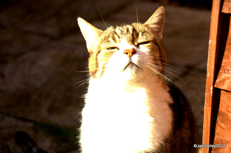 Little Miss Snooty | ThingsBeautiful | Blipfoto