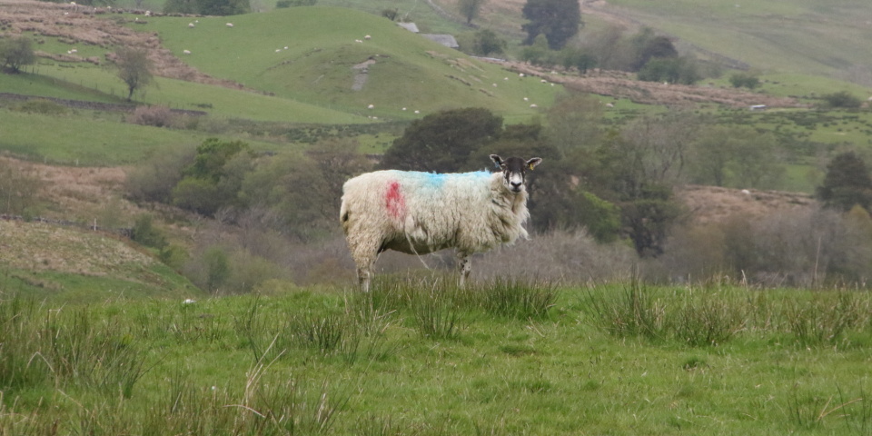 Cumbria sheep | pencefn | Blipfoto