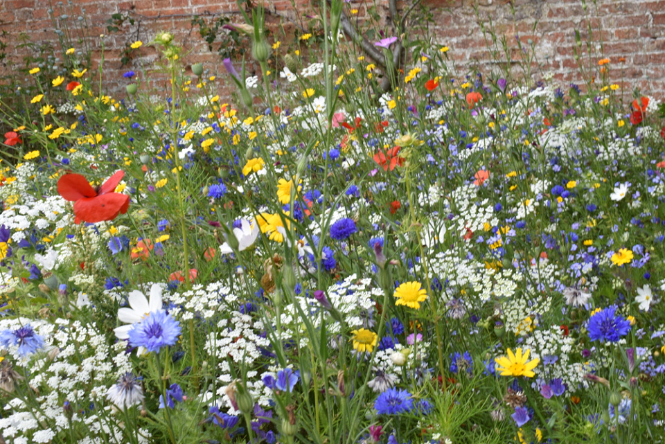 Beautiful sunny border | pixelpixie | Blipfoto