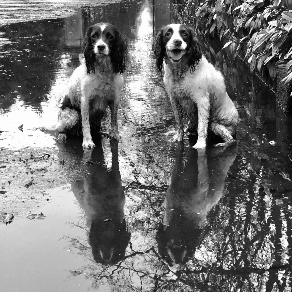 DROOKIT... | DavidKeith | Blipfoto