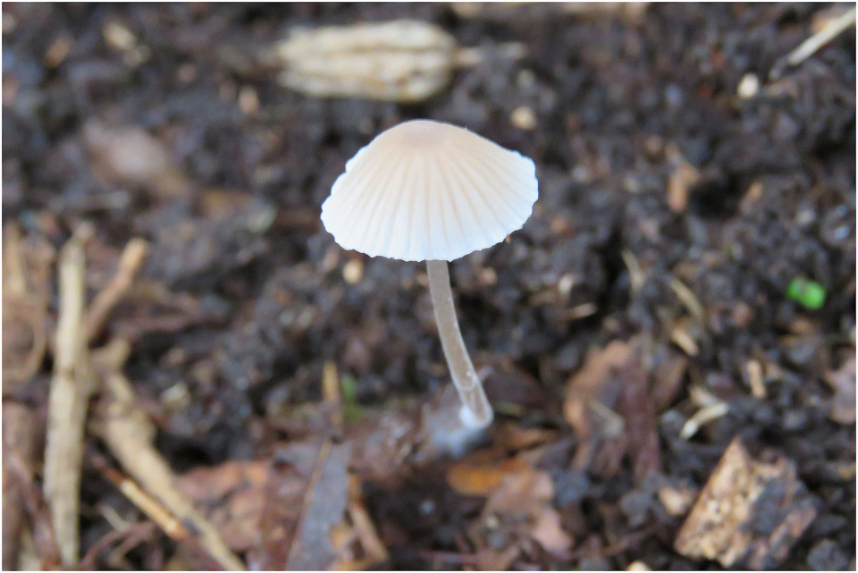 Mushroom - Parasola plicatilis! | Rosemarie55 | Blipfoto