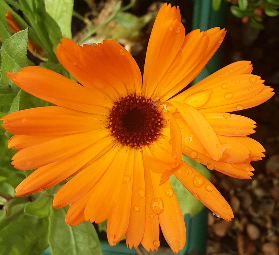 Rain splashed orange Calendula. | Grace55 | Blipfoto