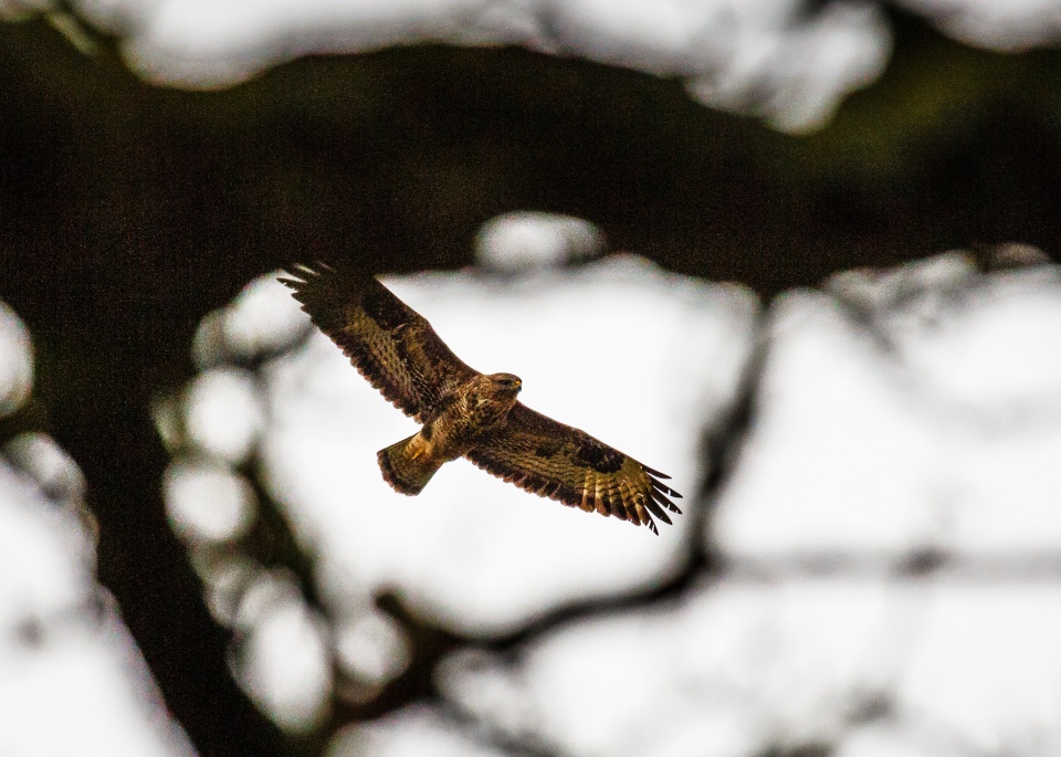 One of the buzzards circling low | CleanSteve | Blipfoto