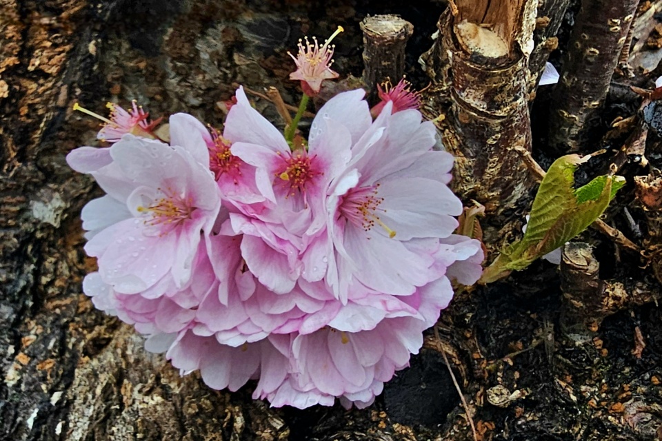 Cherry Blossoms | RonaldBerry | Blipfoto