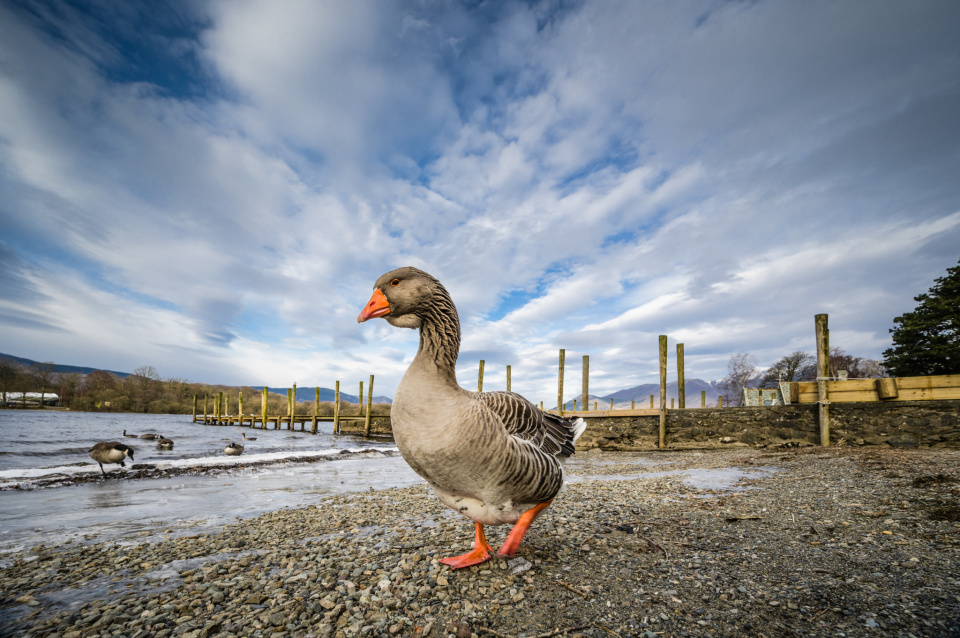 Frozen goose | JohnGravett | Blipfoto