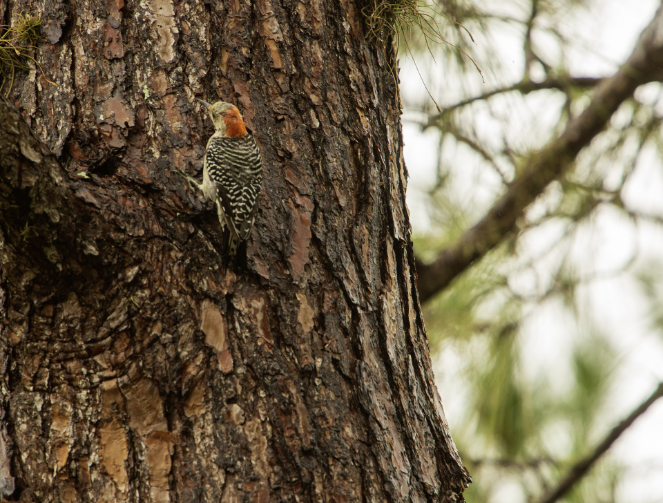 Climbing | bugsman | Blipfoto