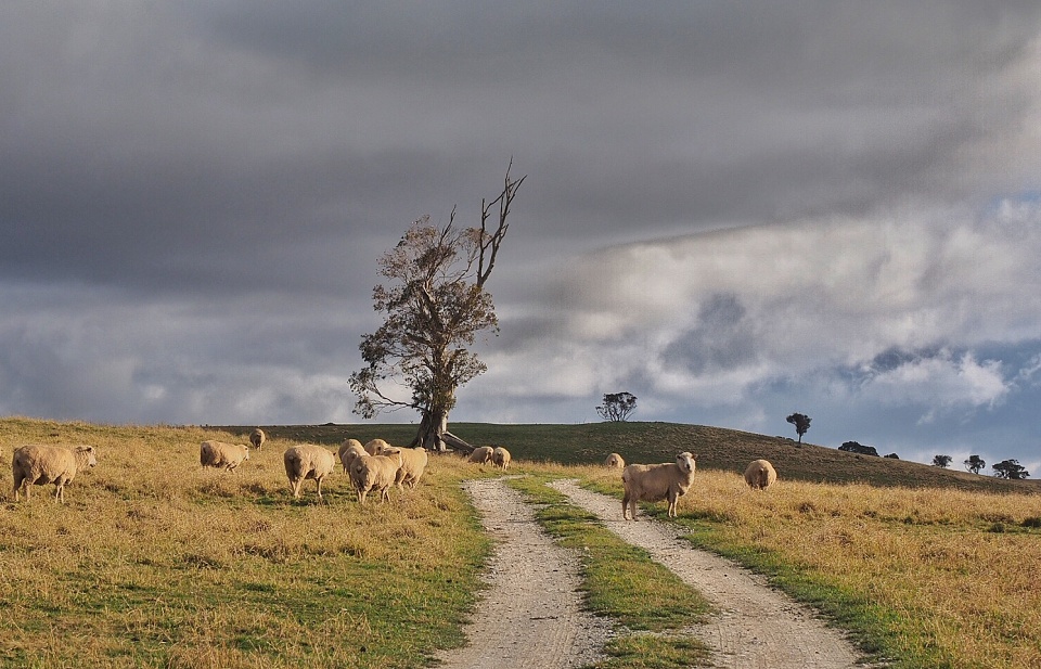 Sheep Graziers Alert | isbi | Blipfoto
