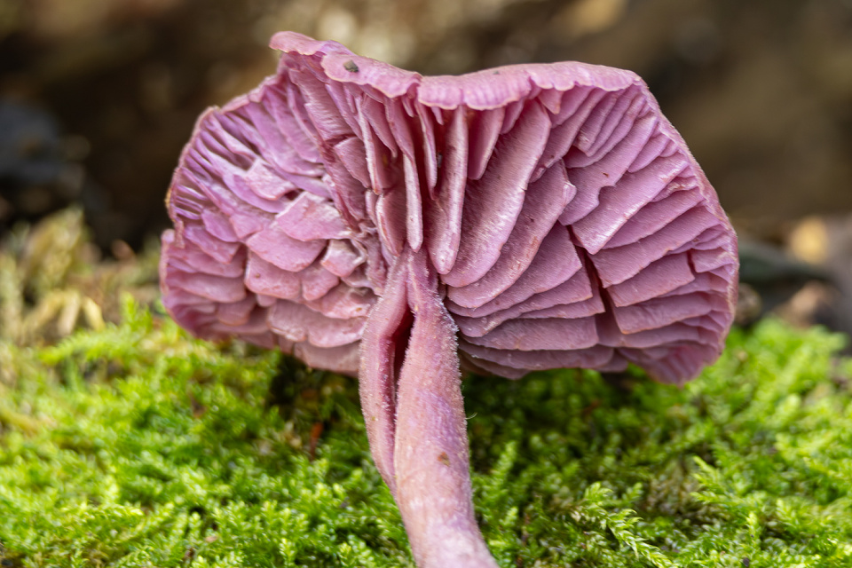 Amethyst Deceiver | Bom | Blipfoto